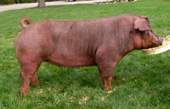 Prase Duroc (Sus scrofa domesticus - Duroc) | ChovZvířat.cz