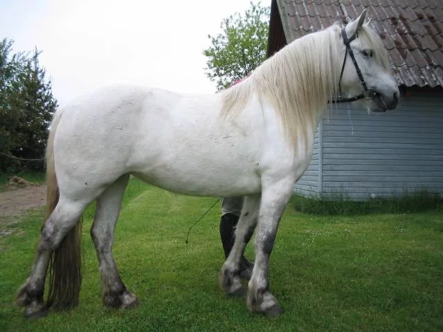 Highlandský pony | ChovZvířat.cz