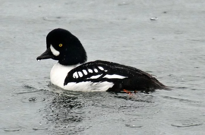 Hohol islandský (Bucephala islandica) | ChovZvířat.cz