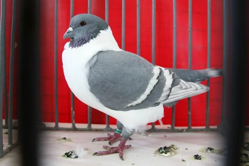 Holub Moravský pštros (Columba livia f. domestica moravský pštros ...