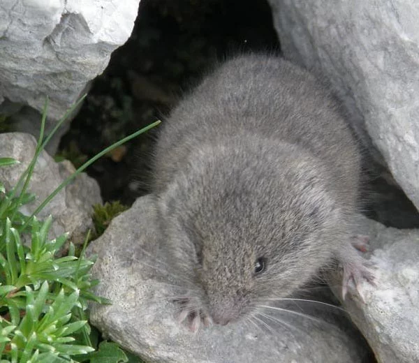 Hraboš sněžný (Microtus nivalis) | ChovZvířat.cz
