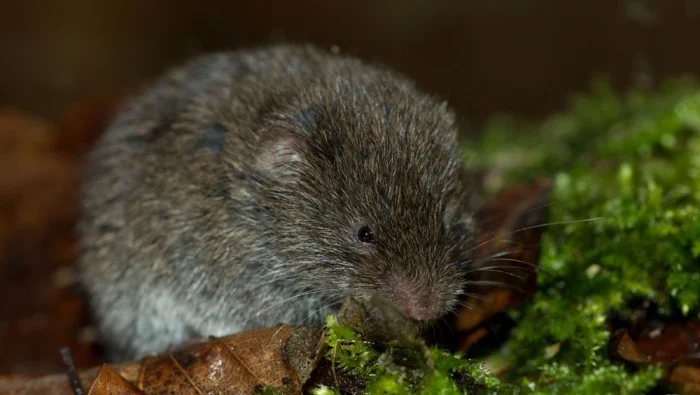 Hrabošík podzemní (Microtus subterraneus) | ChovZvířat.cz