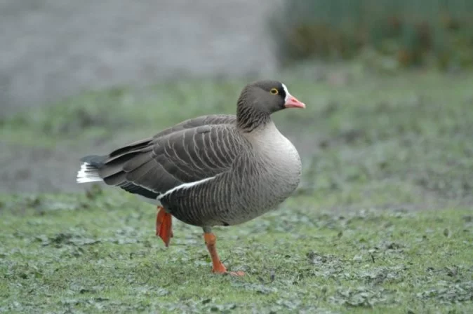 Husa malá (Anser erythropus) | ChovZvířat.cz