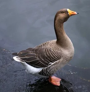 Husa velká (Anser anser) | ChovZvířat.cz