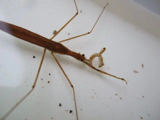 Jehlanka válcovitá (Ranatra linearis) | ChovZvířat.cz