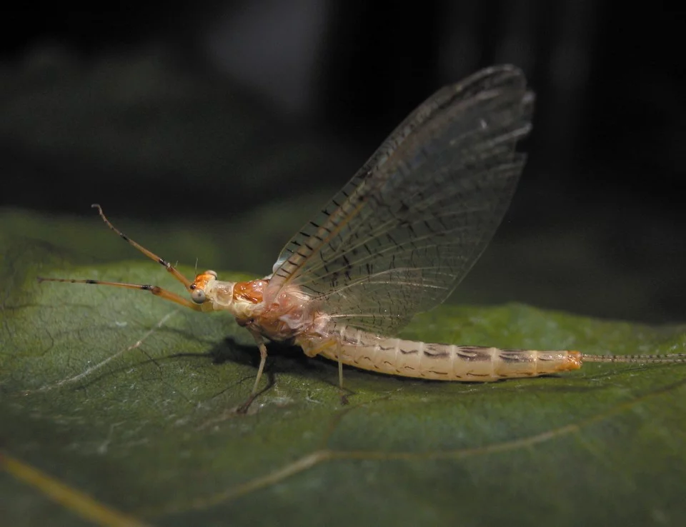 Jepice obecná (Ephoron virgo) | ChovZvířat.cz