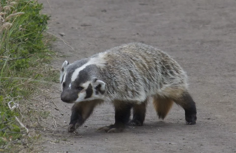 Jezevec americký (Taxidea taxus) | ChovZvířat.cz