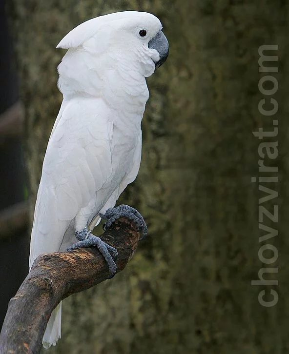 Kakadu bílý (Cacatua alba) | ChovZvířat.cz