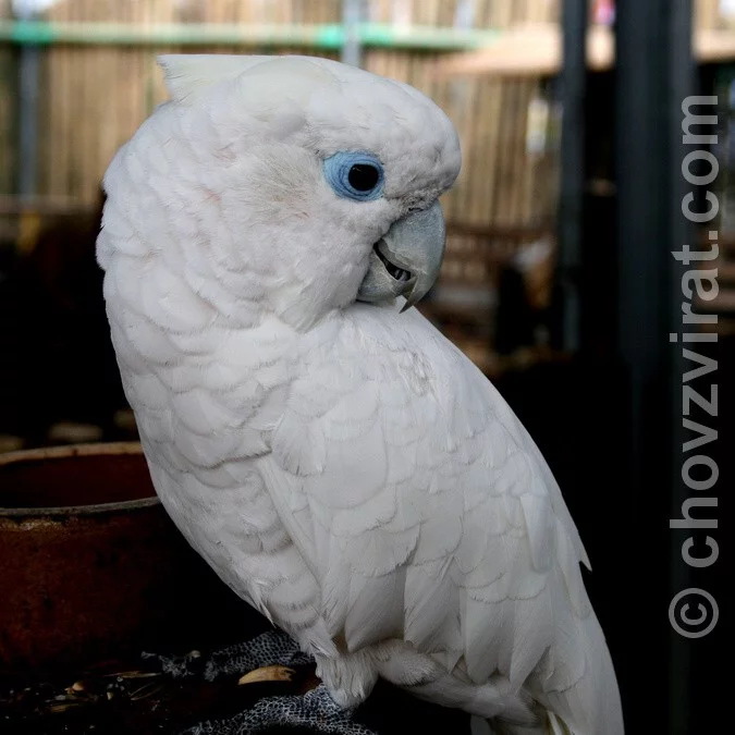 Kakadu šalamounský (Cacatua ducorpsii) | ChovZvířat.cz