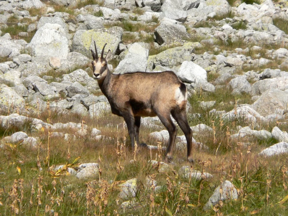 Kamzík horský (Rupicapra rupicapra) | ChovZvířat.cz