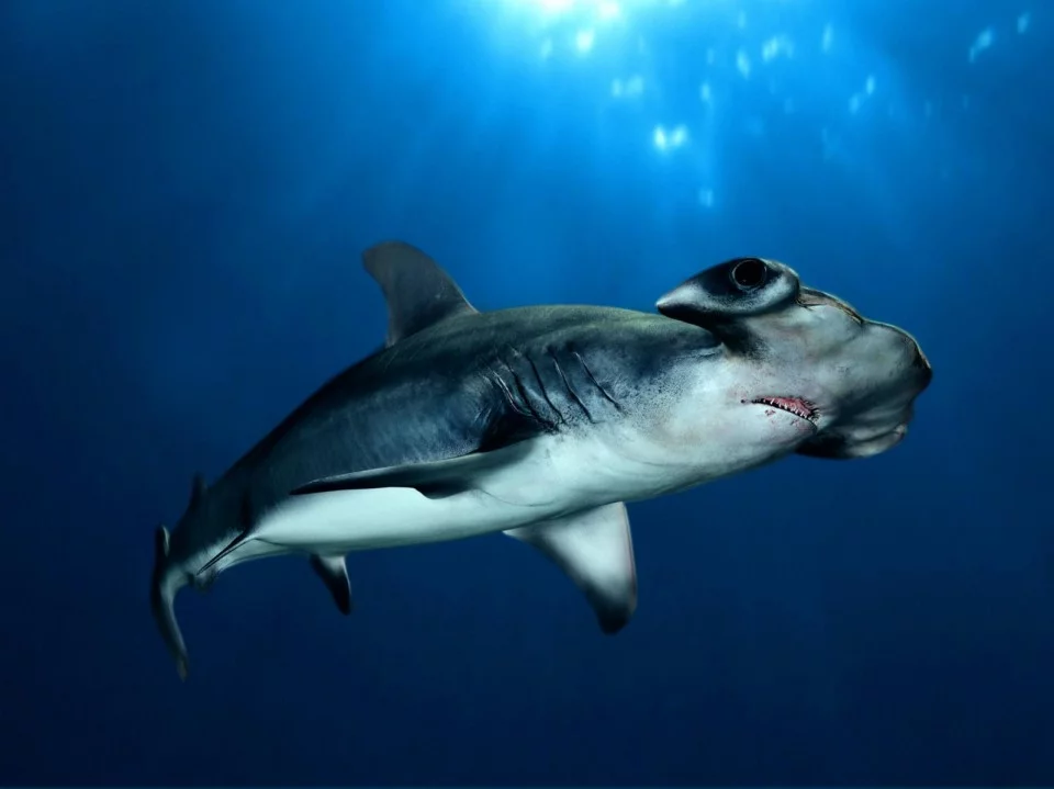 Kladivoun velký (Sphyrna mokarran) | ChovZvířat.cz