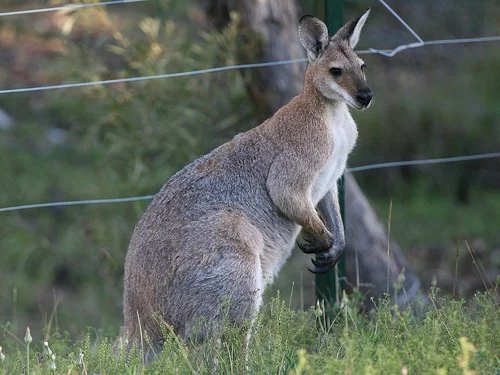Klokan Parryův (Macropus parryi) | ChovZvířat.cz