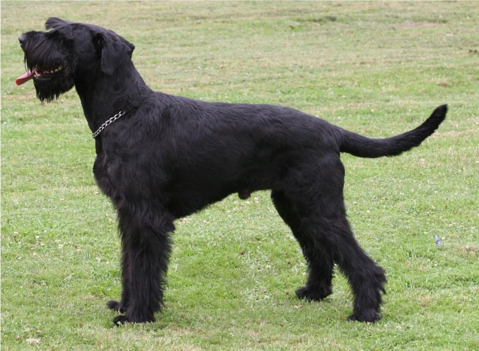 Knírač velký (Riesenschnauzer) | ChovZvířat.cz