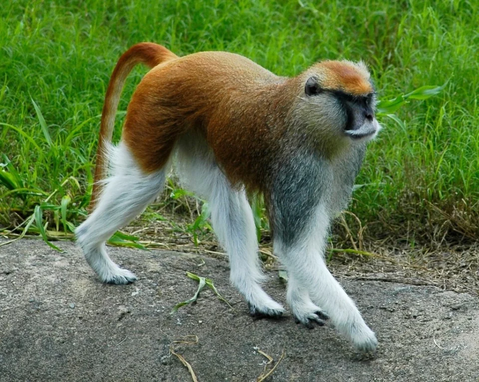 Kočkodan husarský (Erythrocebus patas) | ChovZvířat.cz