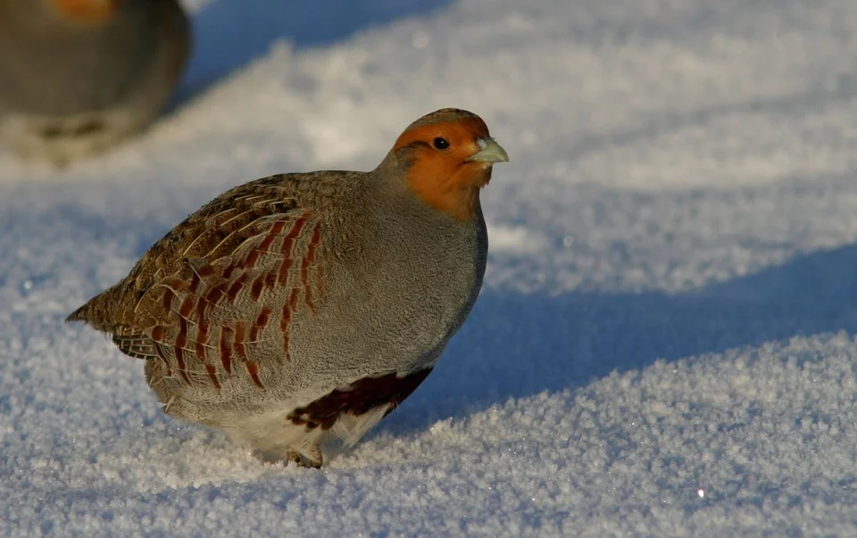 Koroptev polní (Perdix perdix) | ChovZvířat.cz