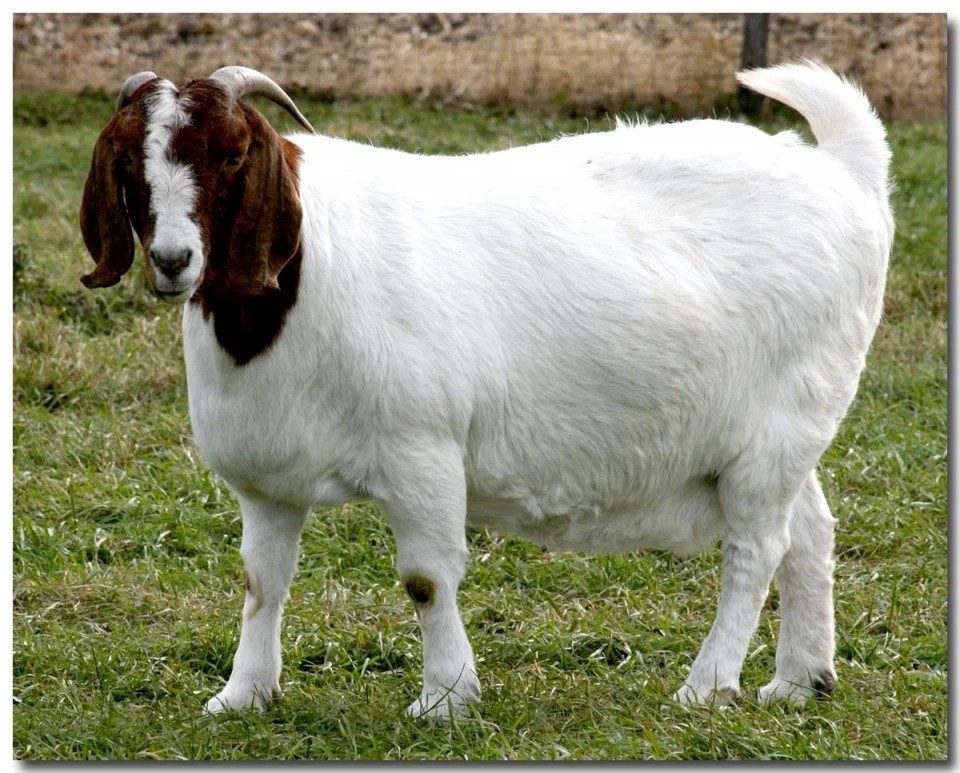Koza burská (Capra aegagrus hircus - Boer goat) | ChovZvířat.cz