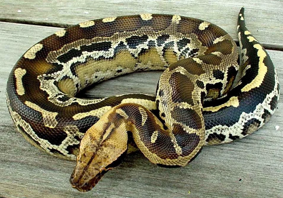 Krajta bornejská (Python breitensteini) | ChovZvířat.cz