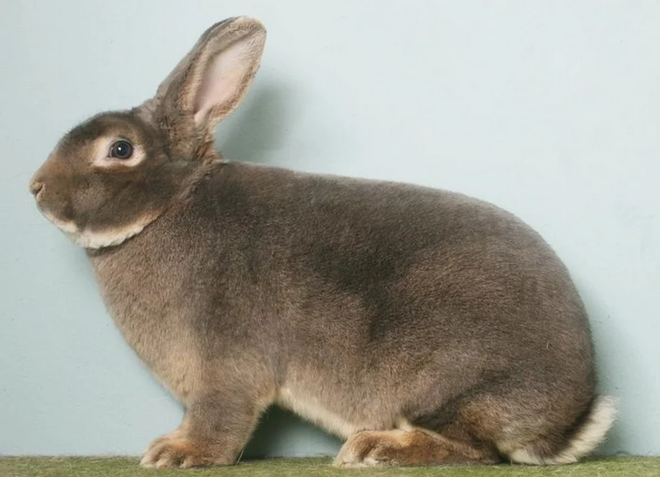 Králík slovenský sivomodrý rex | ChovZvířat.cz