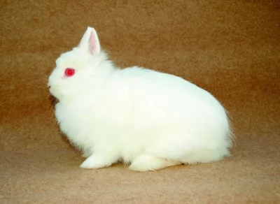 Králíci | ChovZvířat.cz