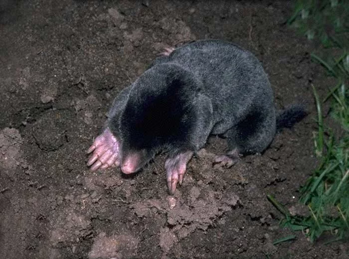 Krtek obecný (Talpa europaea) | ChovZvířat.cz