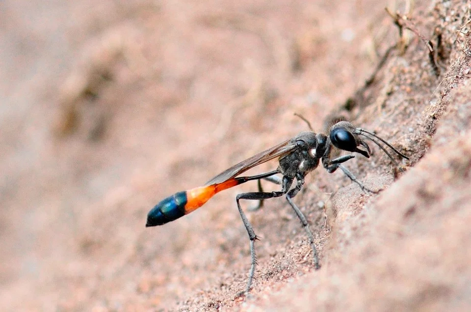 Kutilka písečná (Ammophila sabulosa) | ChovZvířat.cz