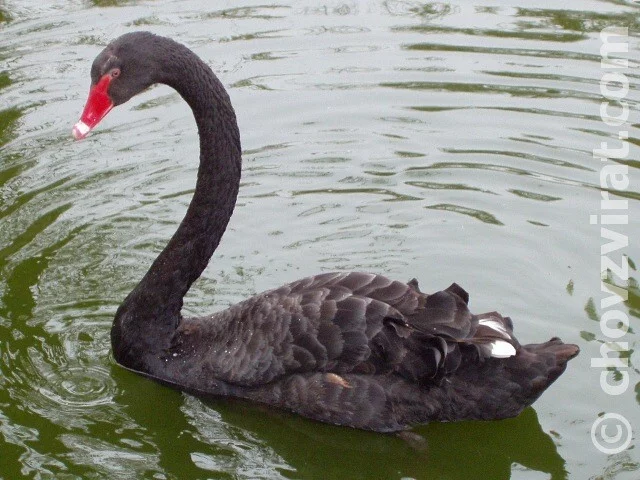 Labuť černá (Cygnus atratus) | ChovZvířat.cz