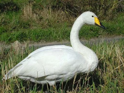 Labuť zpěvná (Cygnus cygnus) | ChovZvířat.cz