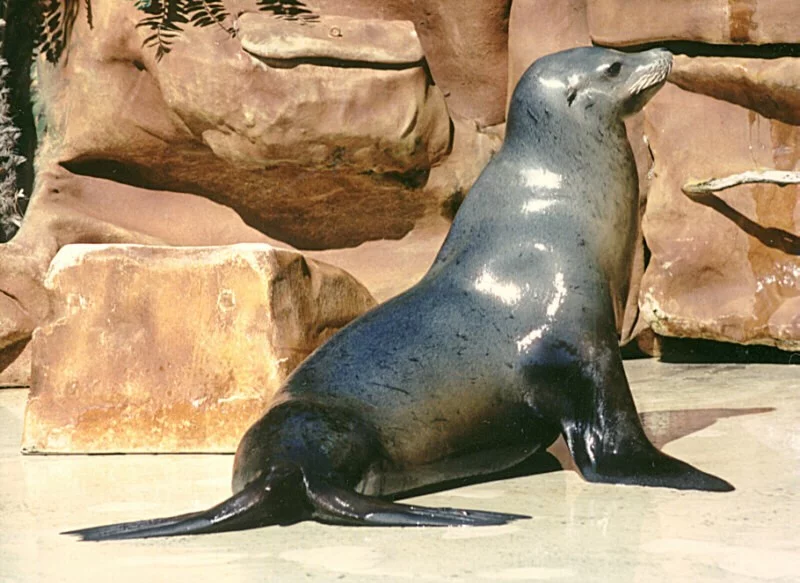 Lachtan tmavý (Zalophus californianus) | ChovZvířat.cz