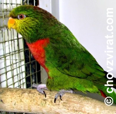 Lori smaragdový (Neopsittacus pullicauda) | ChovZvířat.cz
