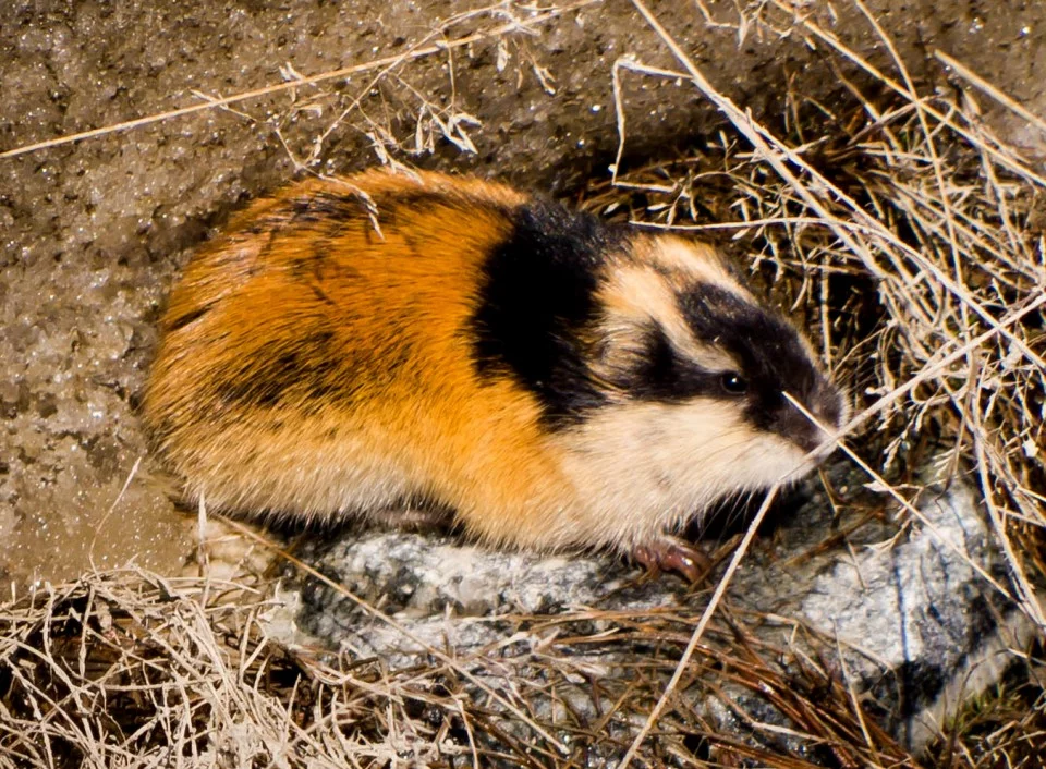 Lumík norský (Lemmus lemmus) | ChovZvířat.cz