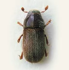 Lýkohub matný (Polygraphus poligraphus) | ChovZvířat.cz