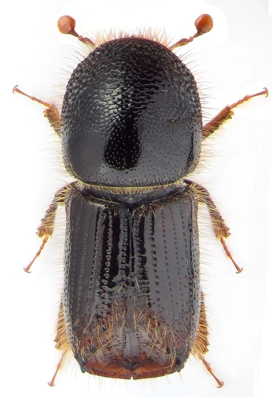 Lýkožrout smrkový (Ips typographus) | ChovZvířat.cz