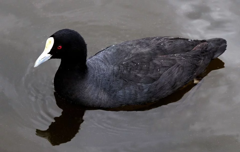 Lyska černá (Fulica atra) | ChovZvířat.cz