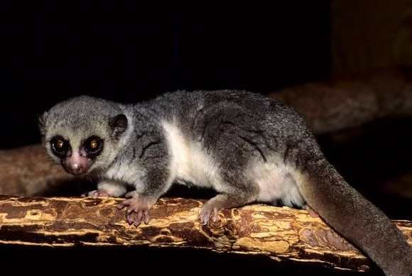 Maki tlustoocasý (Cheirogaleus medius) | ChovZvířat.cz
