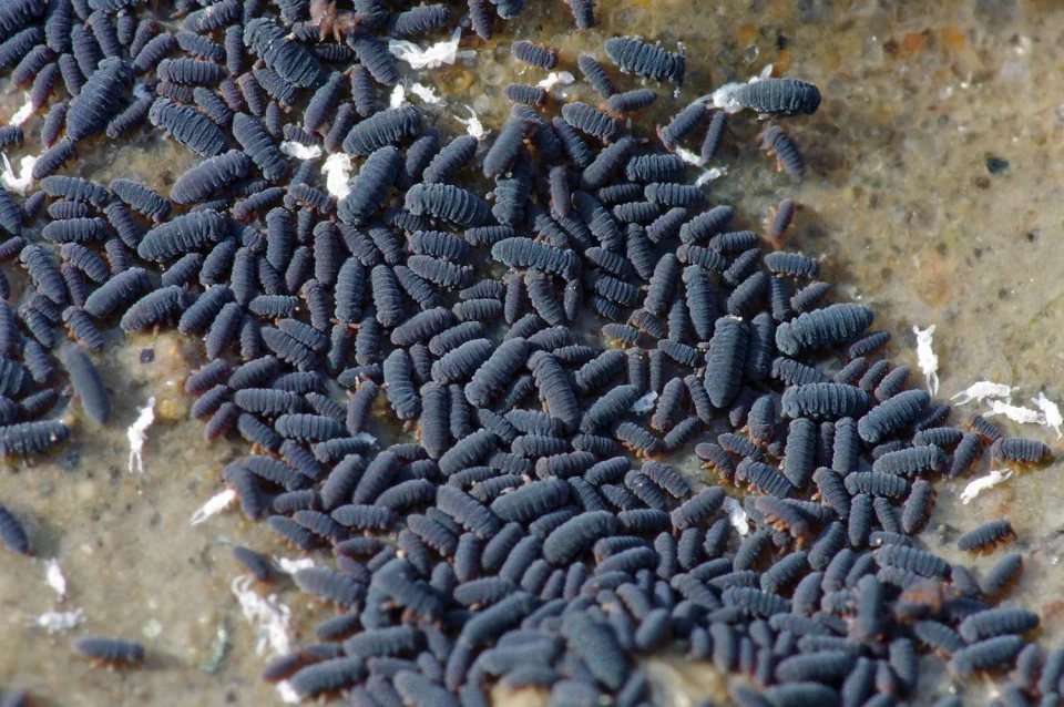 Mákovka vodní (Podura aquatica) | ChovZvířat.cz