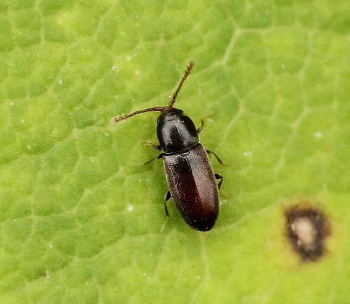 Maločlenec čárkovitý (Atomaria linearis) | ChovZvířat.cz