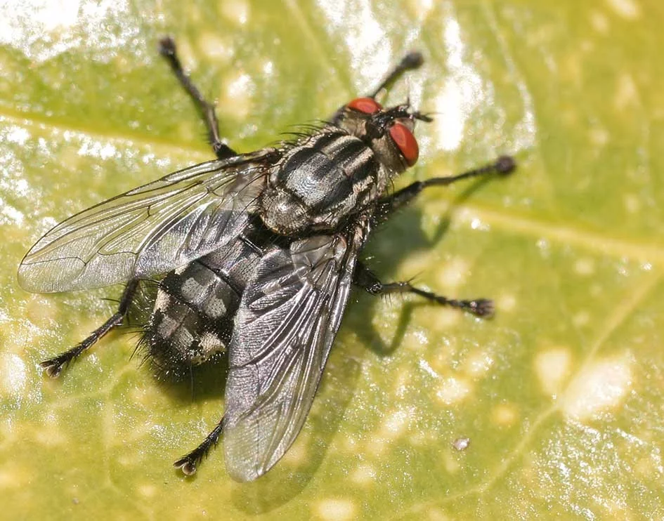 Masařka obecná (Sarcophaga carnaria) | ChovZvířat.cz