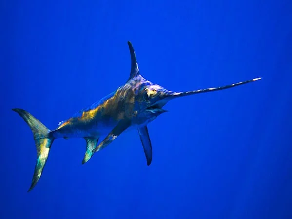 Mečoun obecný (Xiphias gladius) | ChovZvířat.cz