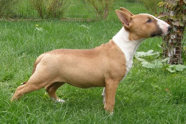 Miniauturní bulteriér (English Bull Terrier - Miniature size ...