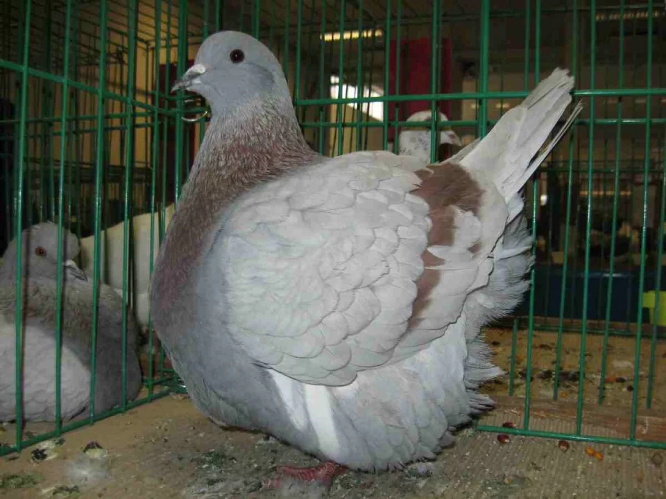 Mondén | ChovZvířat.cz