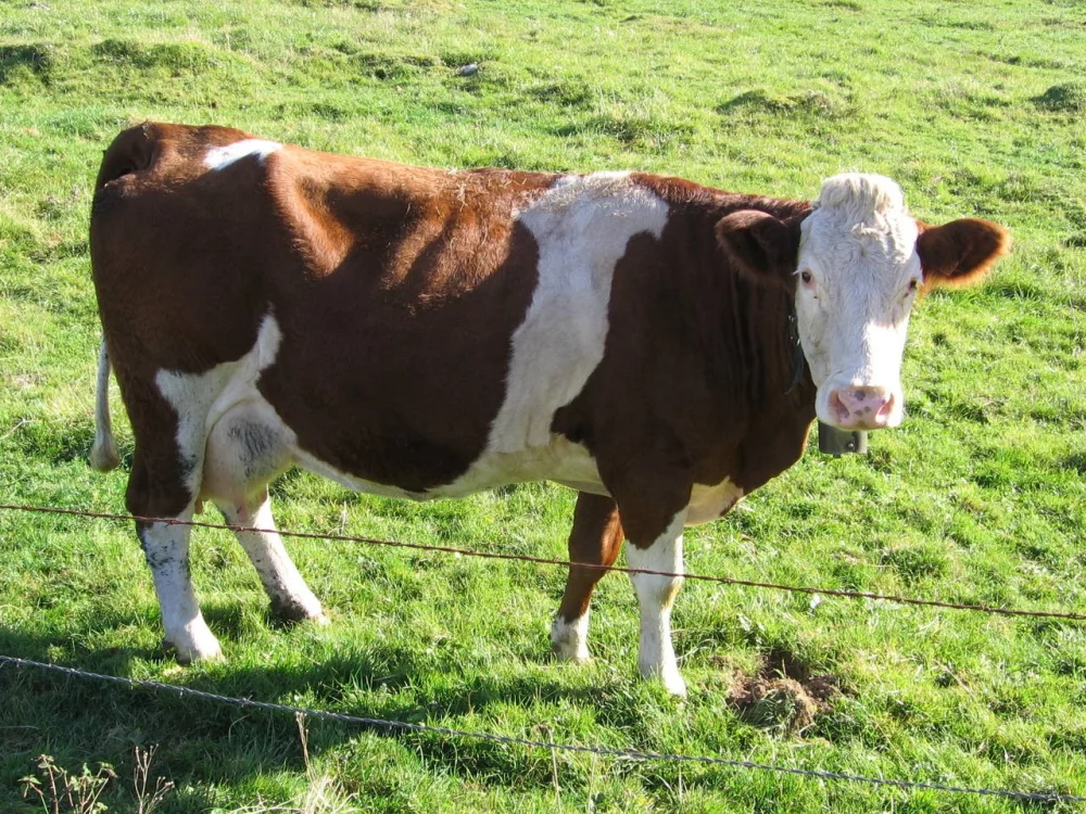 Montbeliardský skot (Bos primigenius taurus) | ChovZvířat.cz
