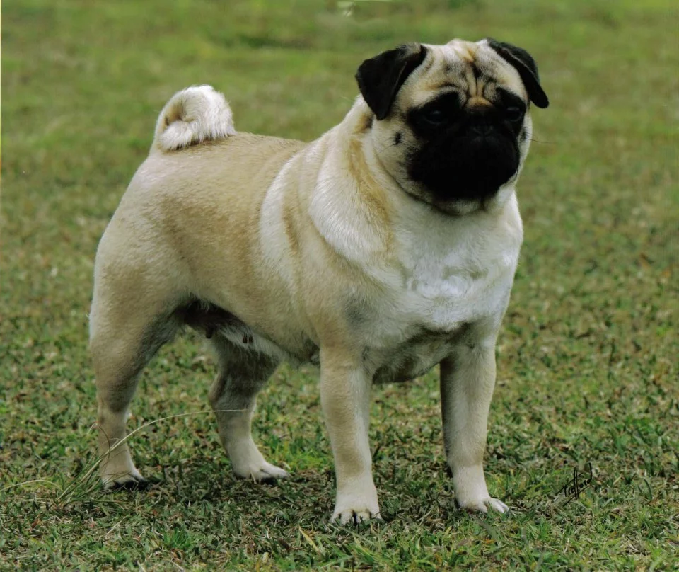 Mops (Pug) | ChovZvířat.cz