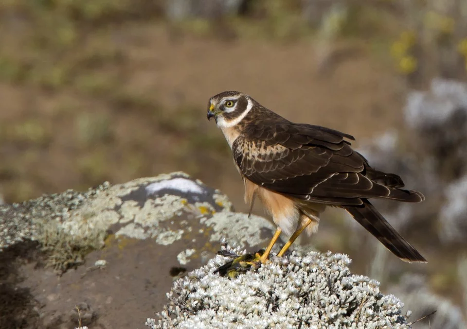 Moták stepní (Circus macrourus) | ChovZvířat.cz