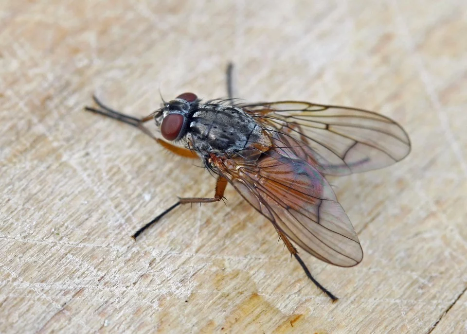 Moucha domácí (Musca domestica) | ChovZvířat.cz