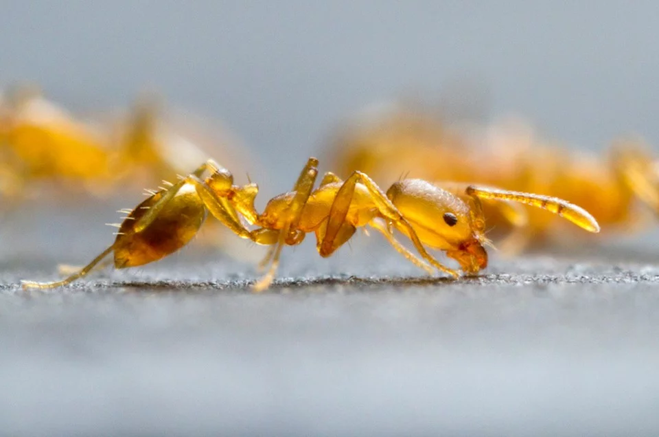 Mravenec faraón (Monomorium pharaonis) | ChovZvířat.cz