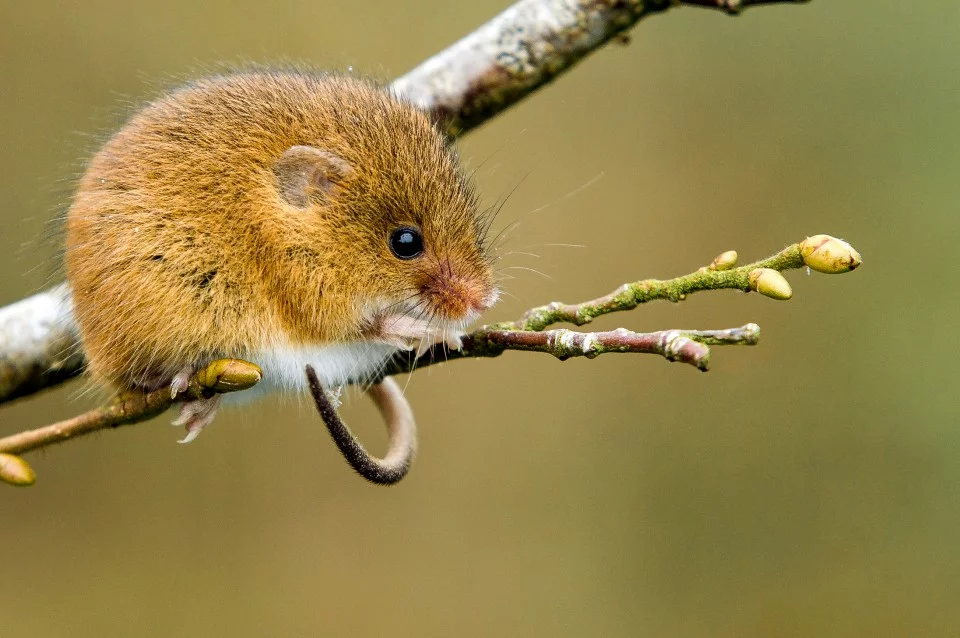 Myška drobná (Micromys minutus) | ChovZvířat.cz