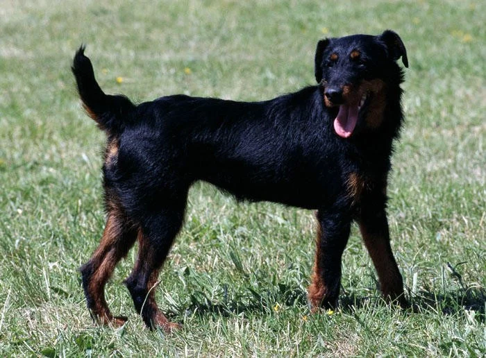 Německý lovecký teriér (Deutscher Jagdterrier) | ChovZvířat.cz