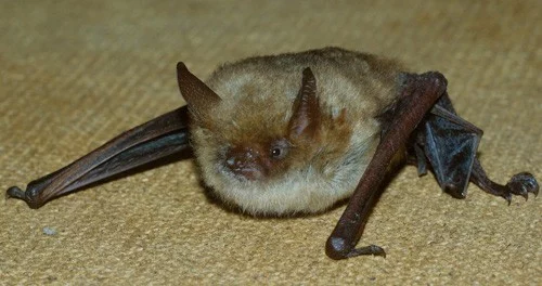 Netopýr brvitý (Myotis emarginatus) | ChovZvířat.cz