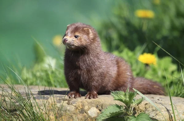 Norek evropský (Mustela lutreola) | ChovZvířat.cz