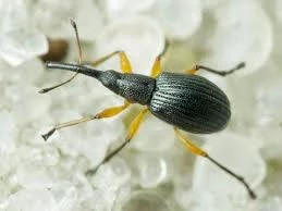 Nosatčík obecný (Protapion apricans) | ChovZvířat.cz